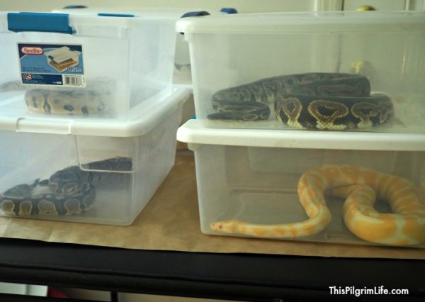 Fun Reptile Birthday Party - This Pilgrim Life